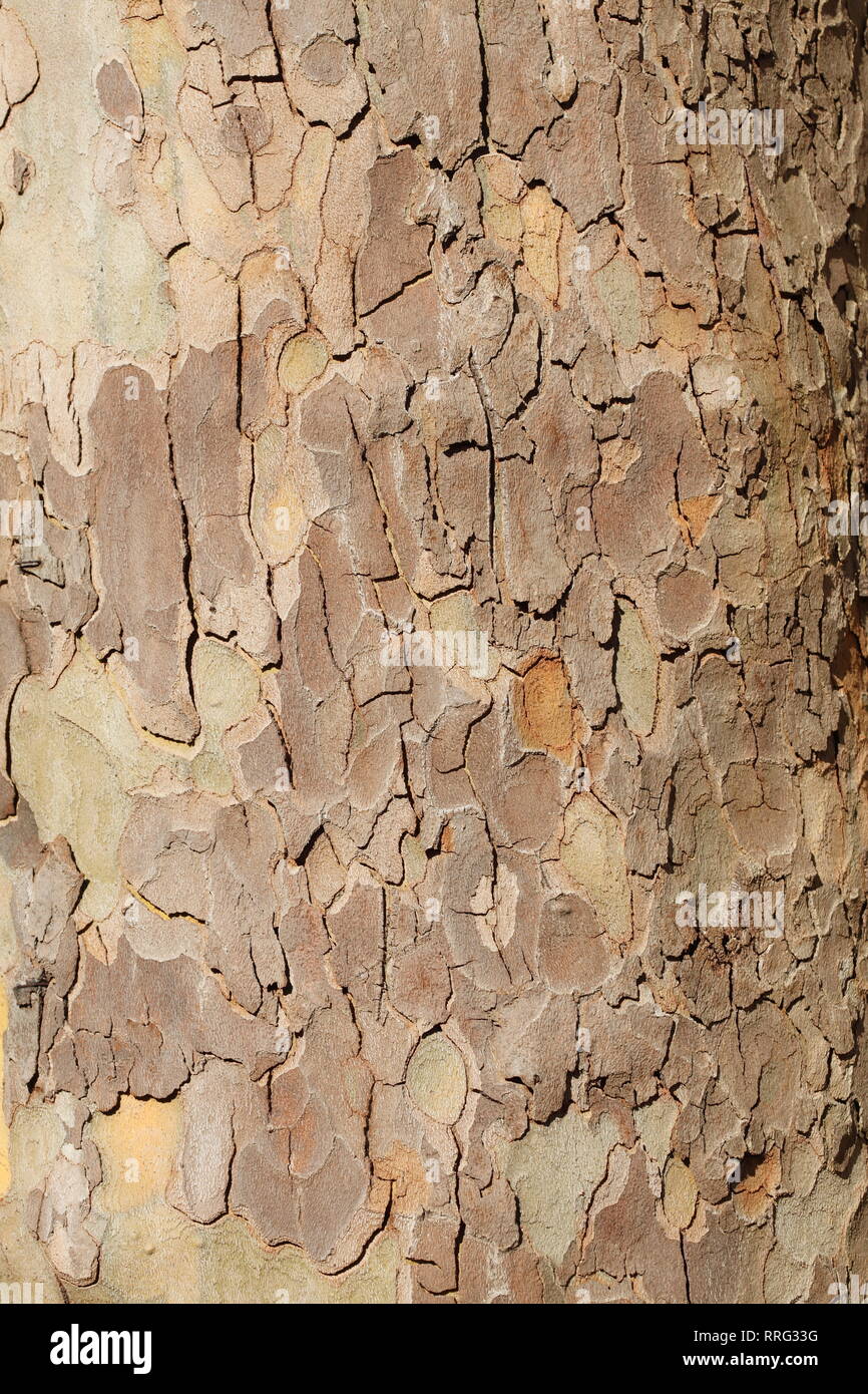 Wood texture, background image, peeling brown tree bark Stock Photo - Alamy