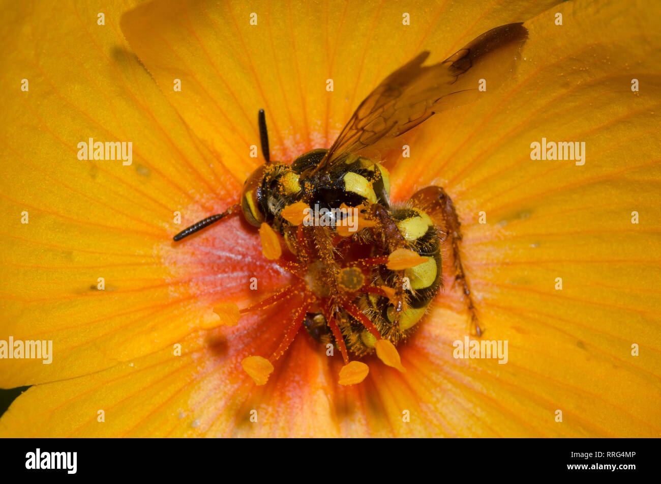 Eight-spotted Scoliid Wasp, Colpa octomaculata, on Arizona Poppy ...