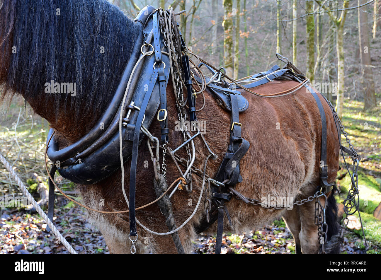 Improving habitats hi-res stock photography and images - Alamy