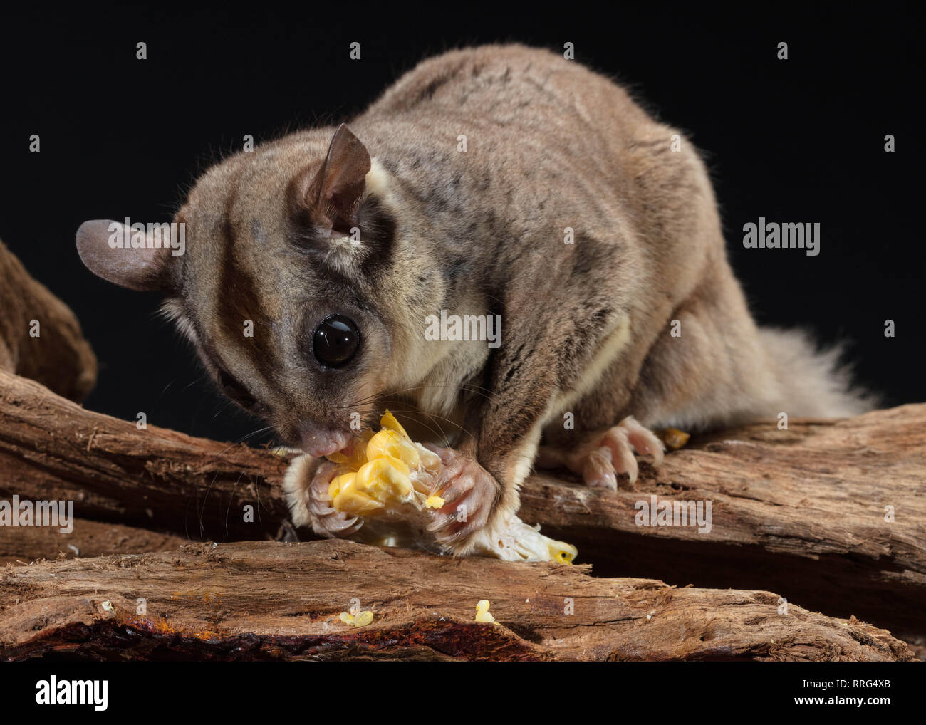 Full Grown Sugar Glider Size