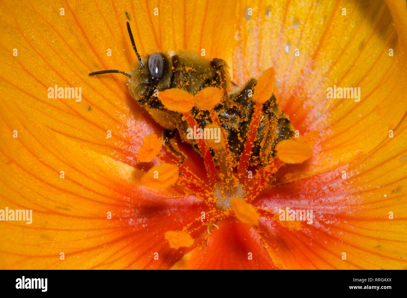 Poppy pollination hi-res stock photography and images - Alamy