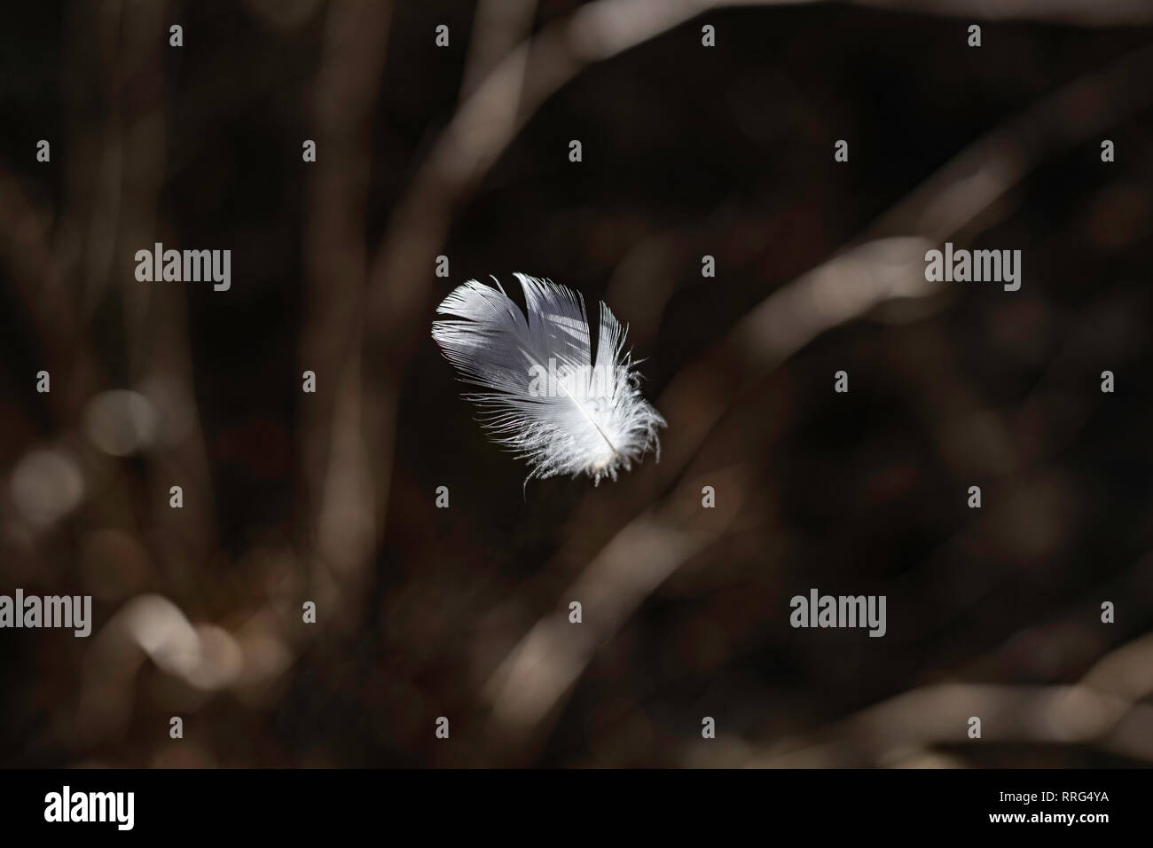 White feather flying through the air Stock Photo - Alamy