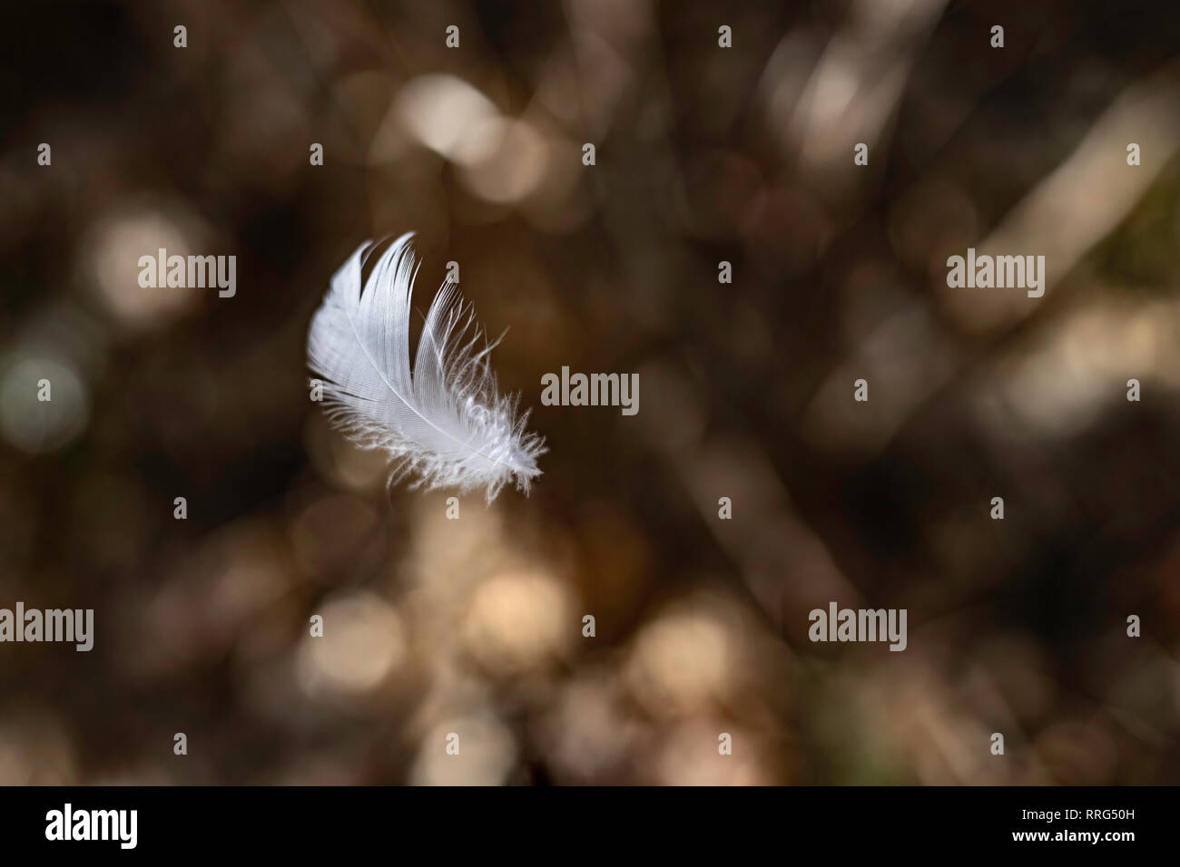 White feather flying through the air Stock Photo - Alamy