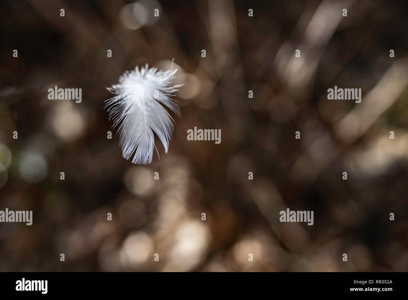 White feather flying through the air Stock Photo - Alamy