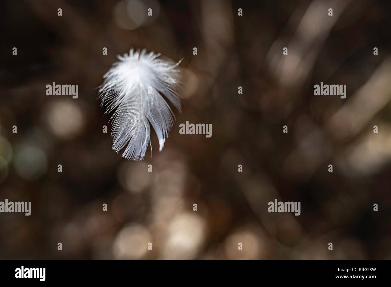 White feather flying through the air Stock Photo - Alamy