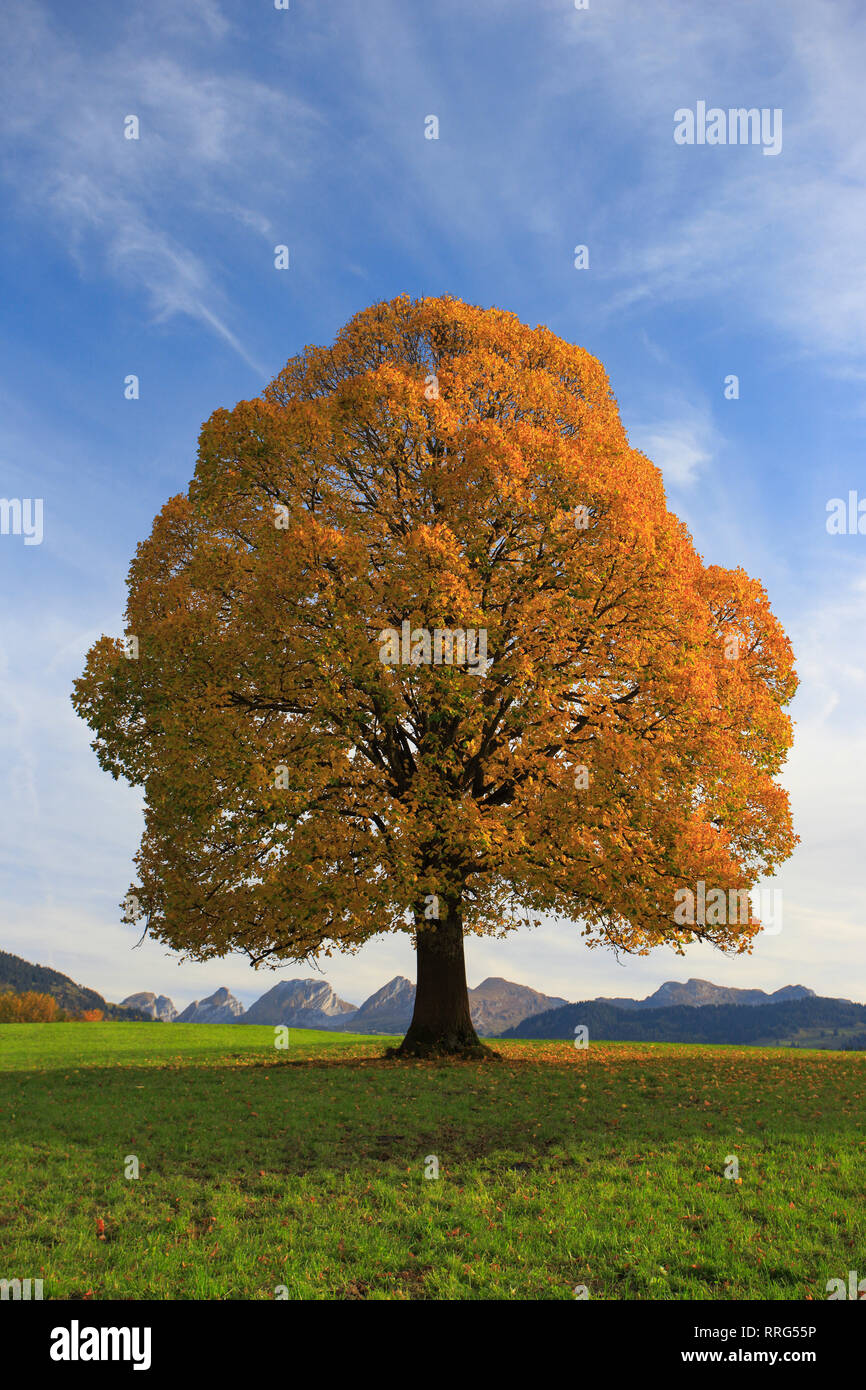 Biliary trees hi-res stock photography and images - Alamy