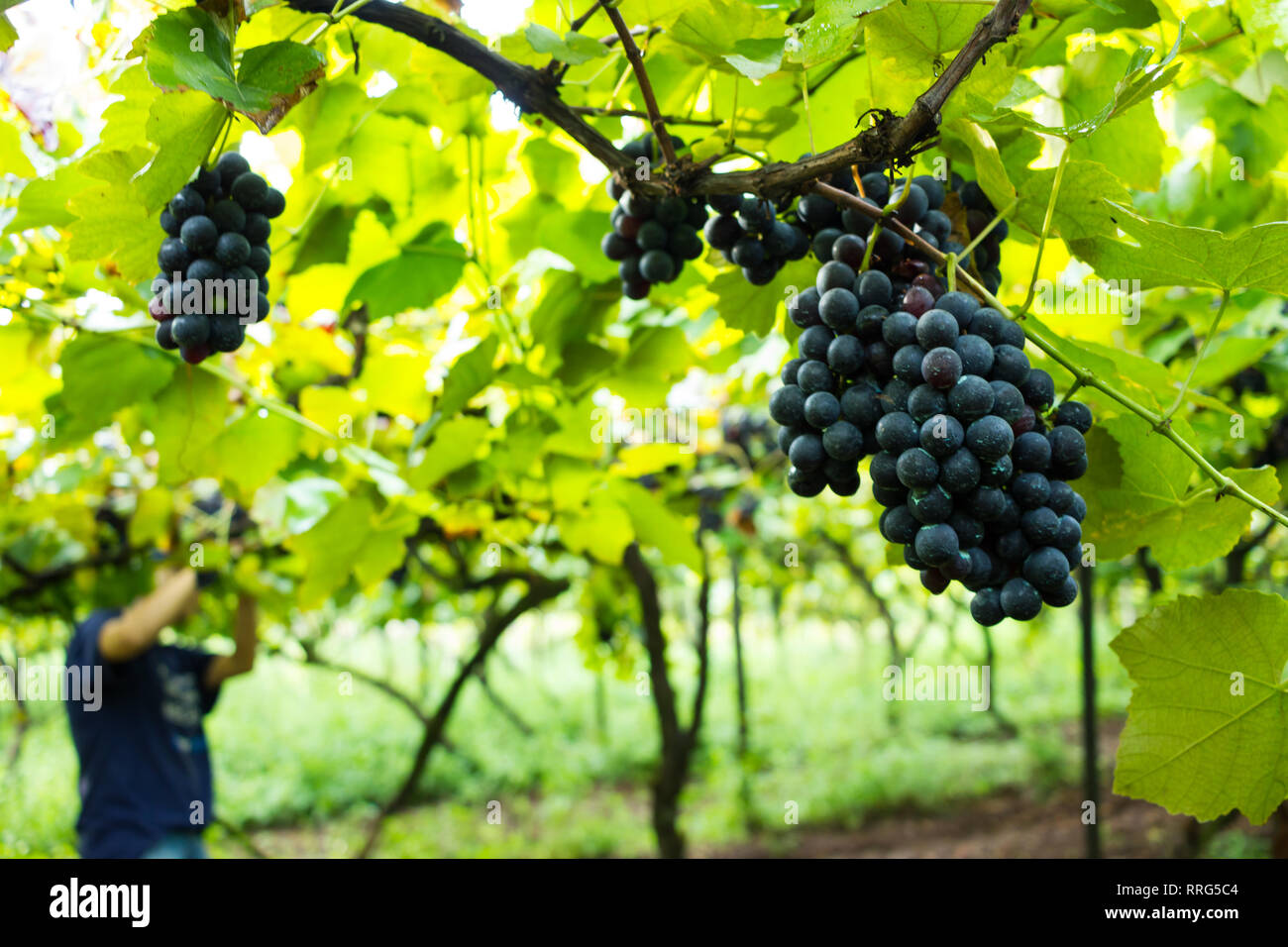 Bordeaux mixture hi-res stock photography and images - Alamy