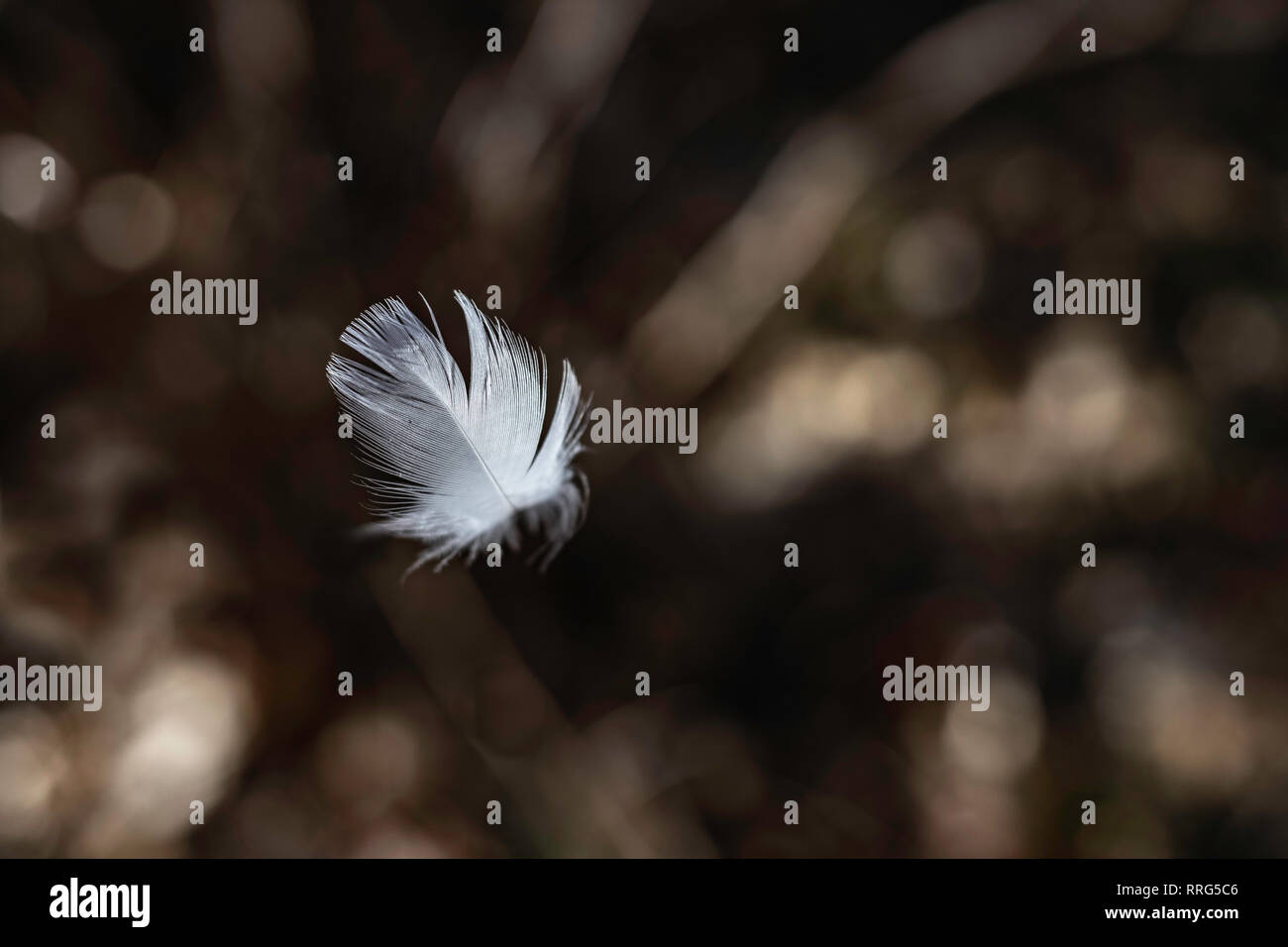 White feather flying through the air Stock Photo - Alamy