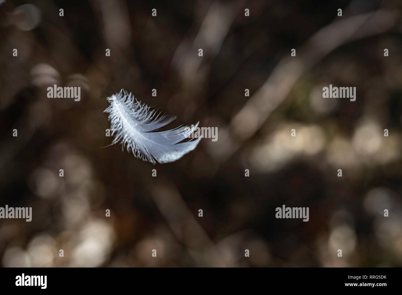 White feather flying through the air Stock Photo - Alamy
