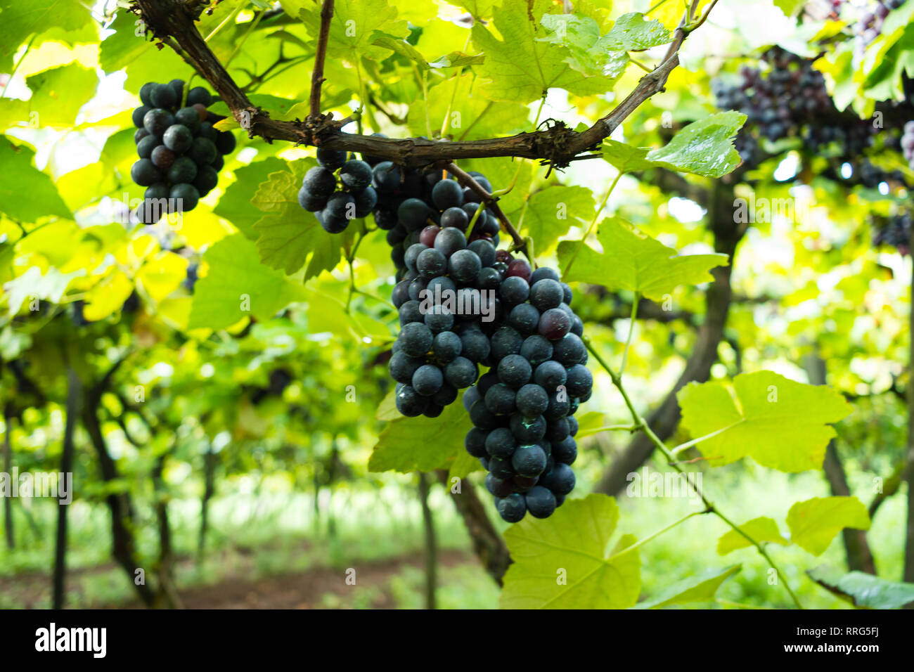 Vineyard - Grapes with Green Organic Chemical (Bordeaux Mixture Stock ...