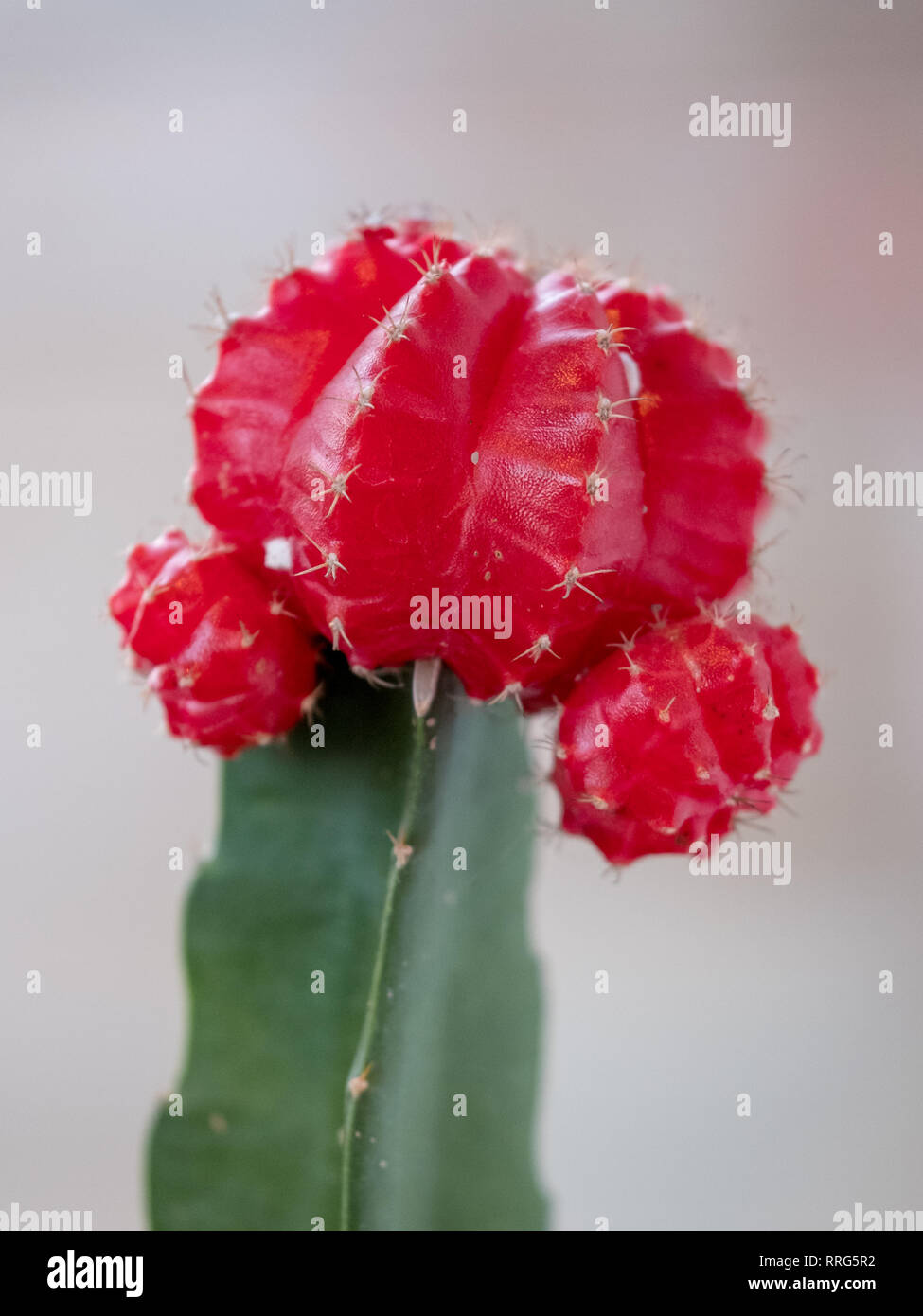 Columnar flower hi-res stock photography and images - Alamy