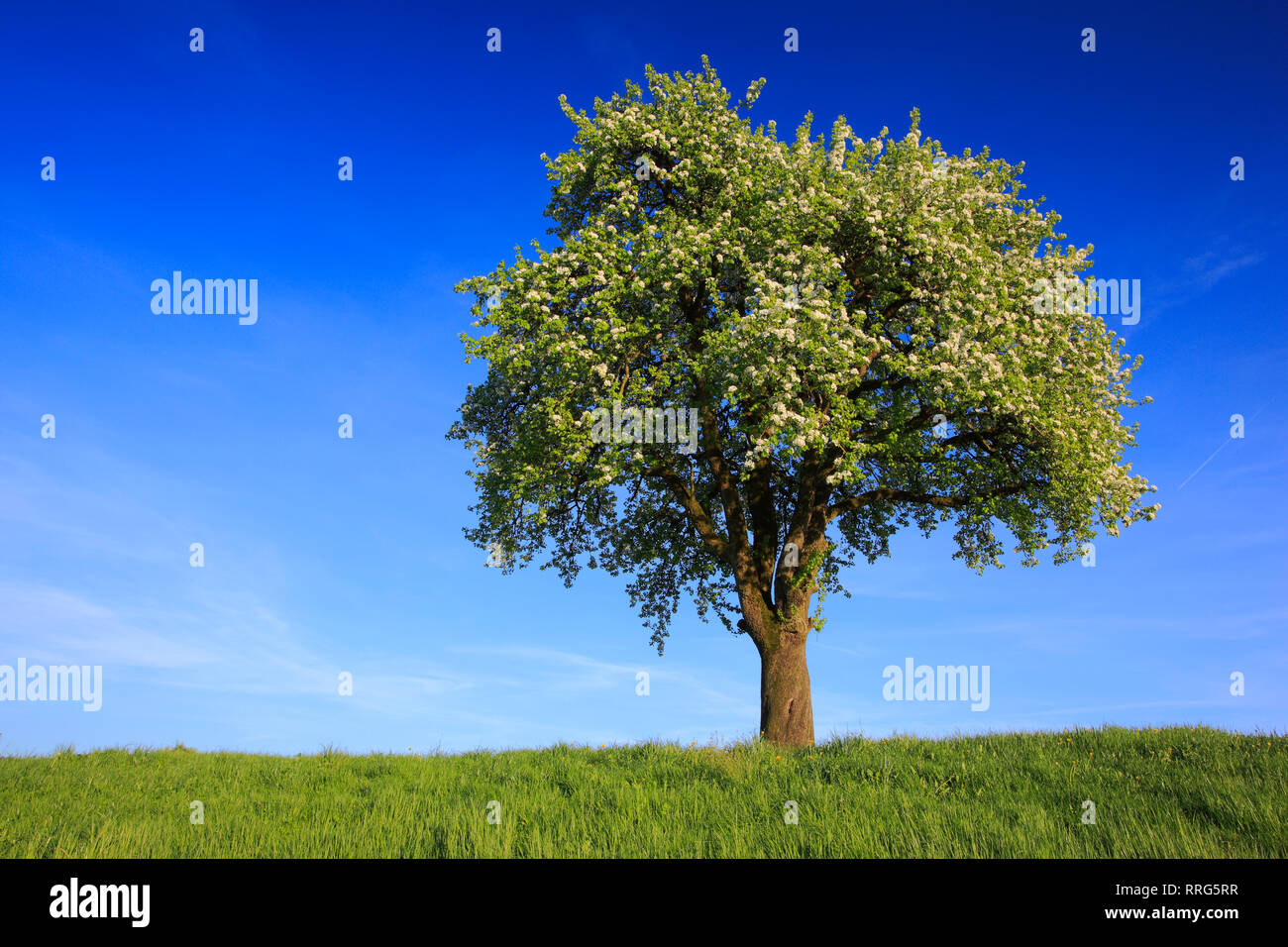 Blossom Pear Tree High Resolution Stock Photography and Images - Alamy