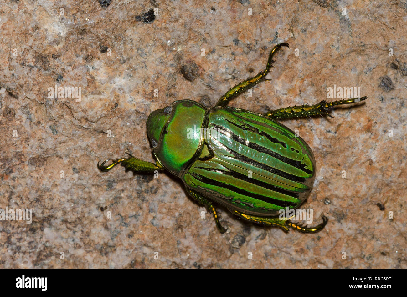 Glorious Scarab, Chrysina gloriosa Stock Photo - Alamy