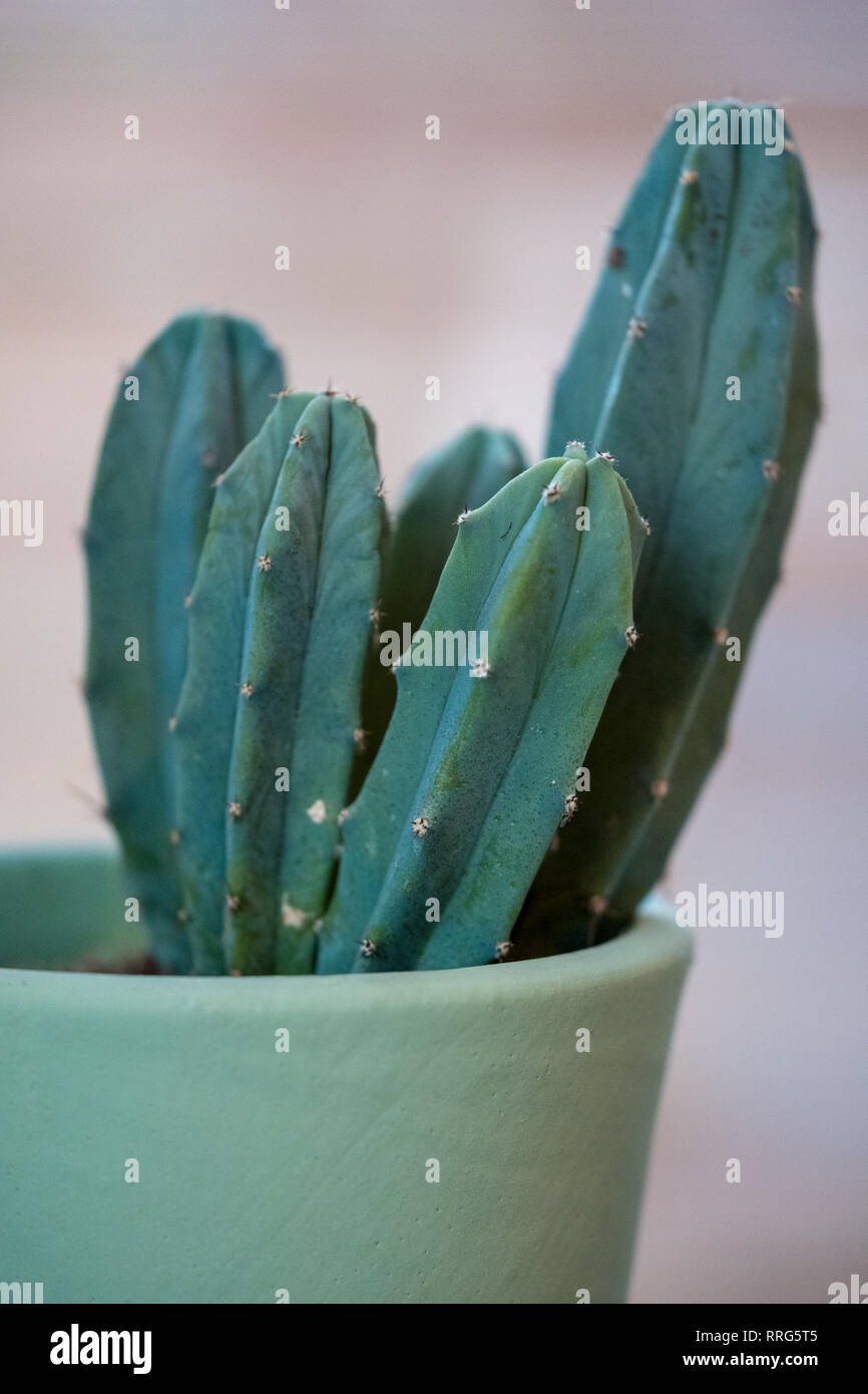 Columnar cactus hi-res stock photography and images - Alamy