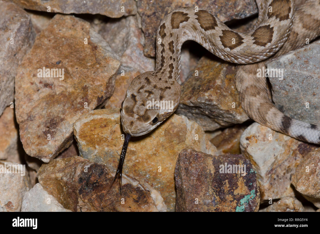 Mohave rattlesnake hi-res stock photography and images - Alamy
