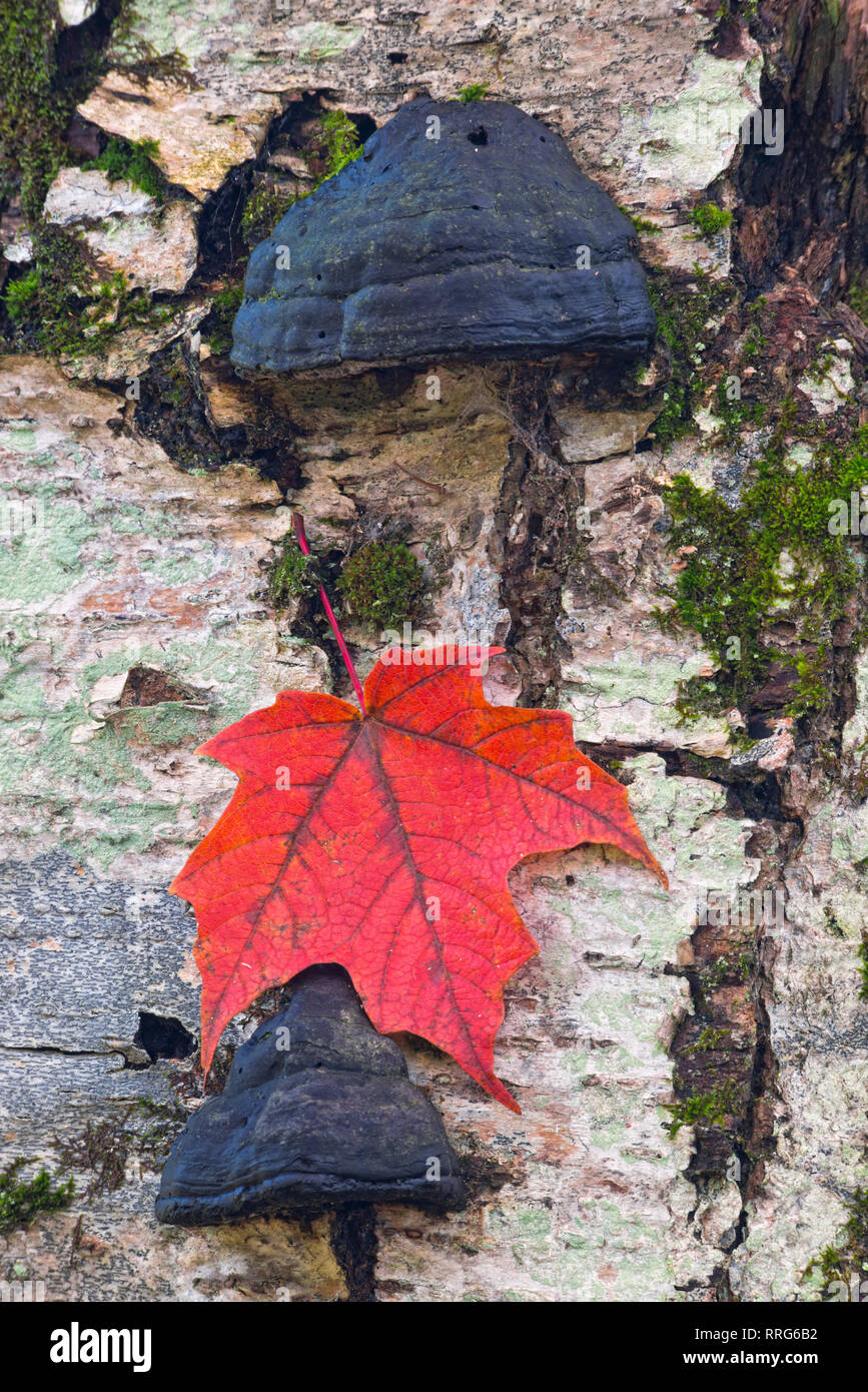 Tree fungi on maple tree hi-res stock photography and images - Alamy