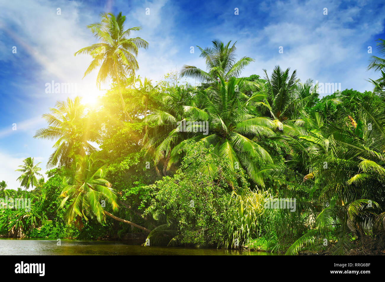 Tropical palm forest hi-res stock photography and images - Alamy