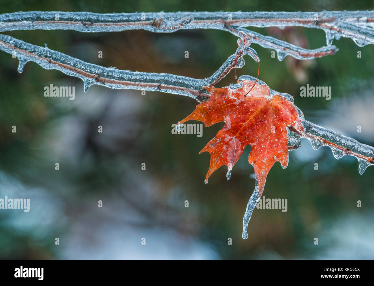 Maple Tree Branch High Resolution Stock Photography and Images - Alamy