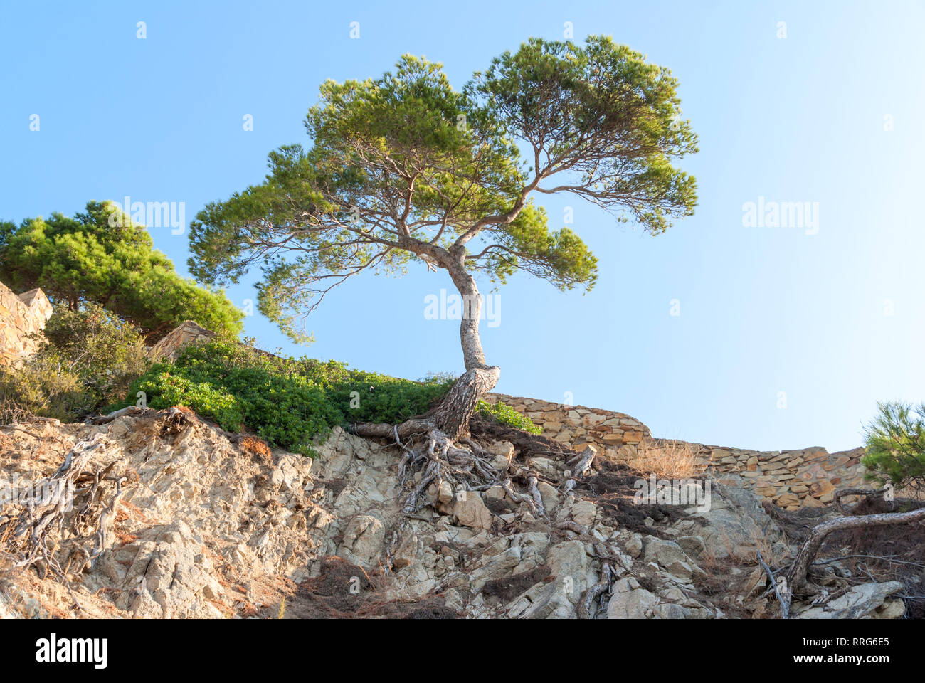Lonely tree over a cliff covered with dry plants and roots in Catalonia ...