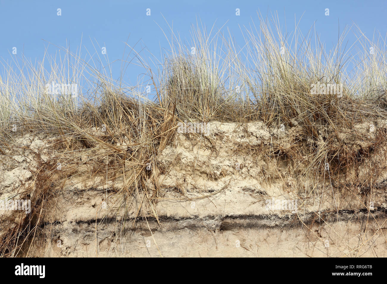 Break-line of a dune on the island of Sylt after a storm Stock Photo ...