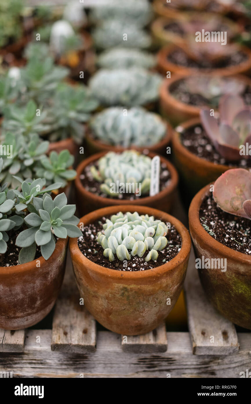Potted botanicals hi-res stock photography and images - Alamy