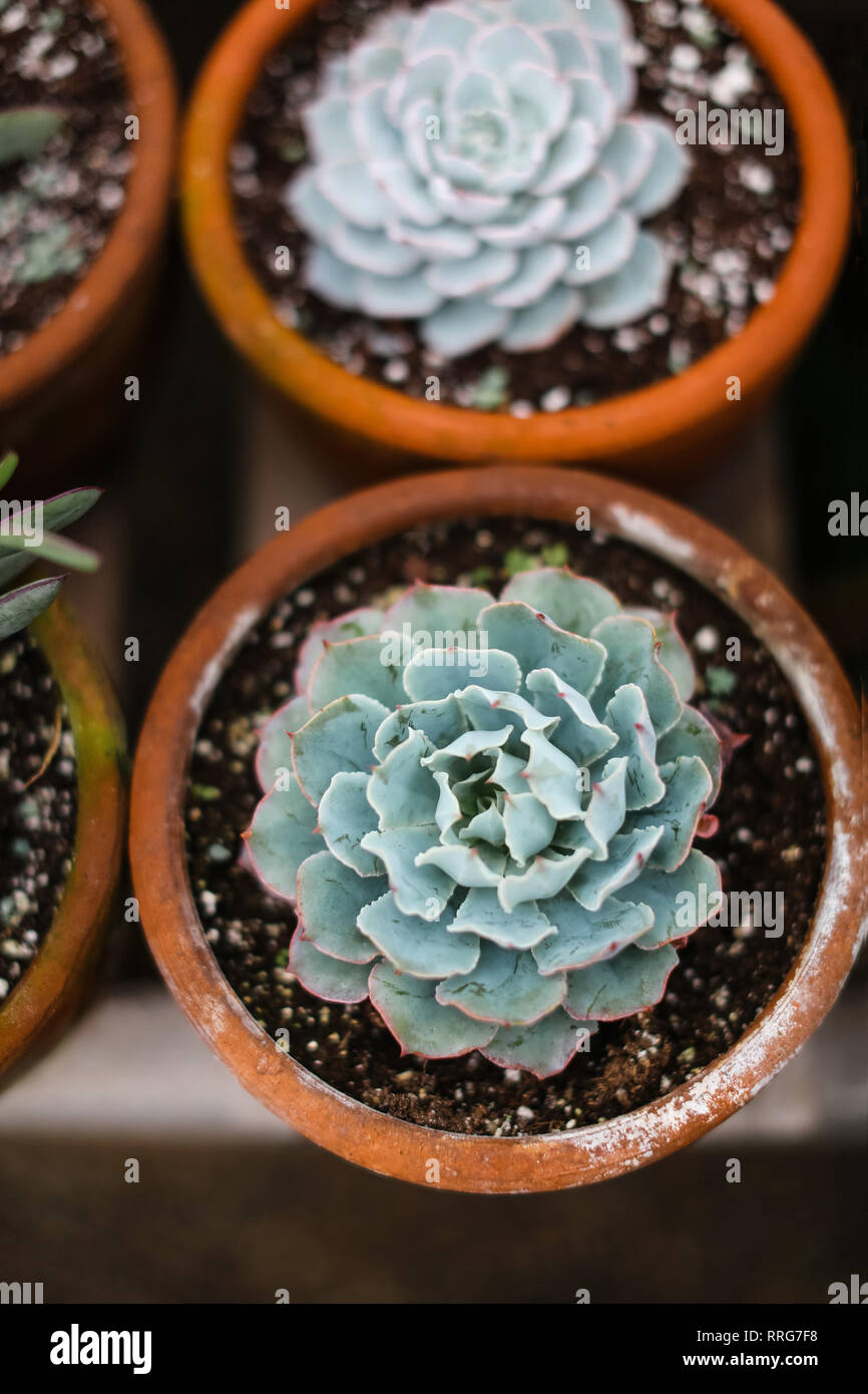 High Angle View of Potted Succulents Stock Photo - Alamy