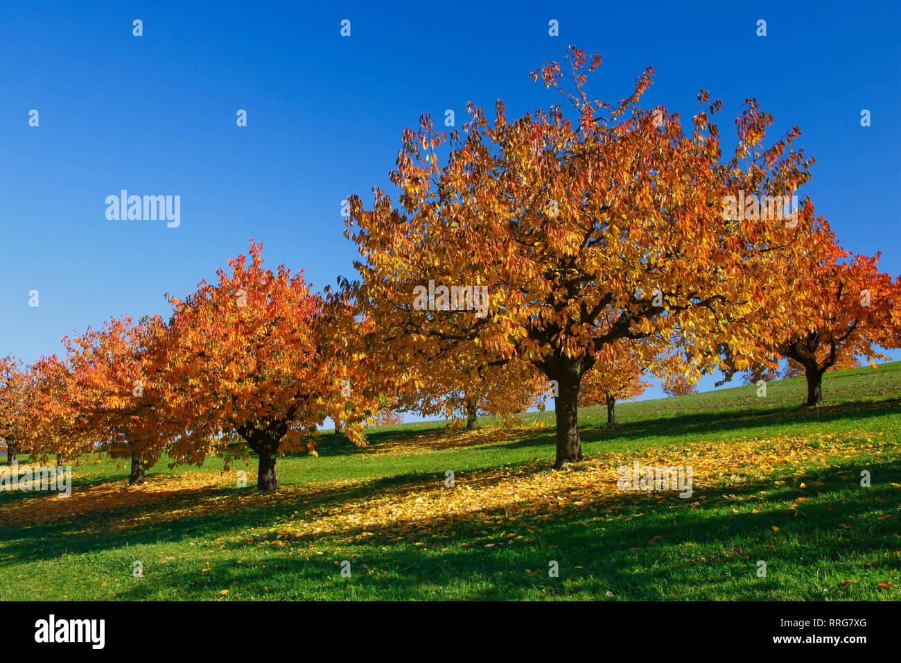 Autumn cherry tree hi-res stock photography and images - Alamy