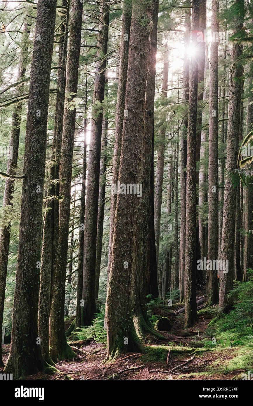 Evergreen Trees in Forest Stock Photo - Alamy