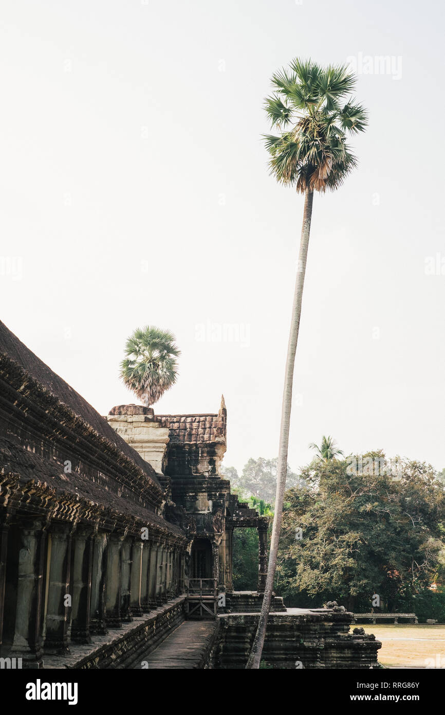 Slender palm tree hi-res stock photography and images - Alamy