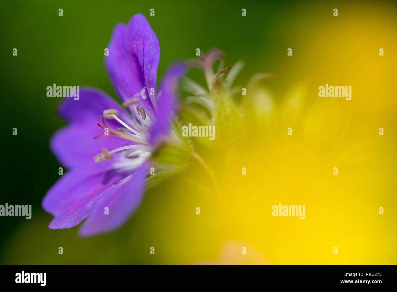 botany, cranesbills, meadow cranesbill (Geranium pratense), Ore ...