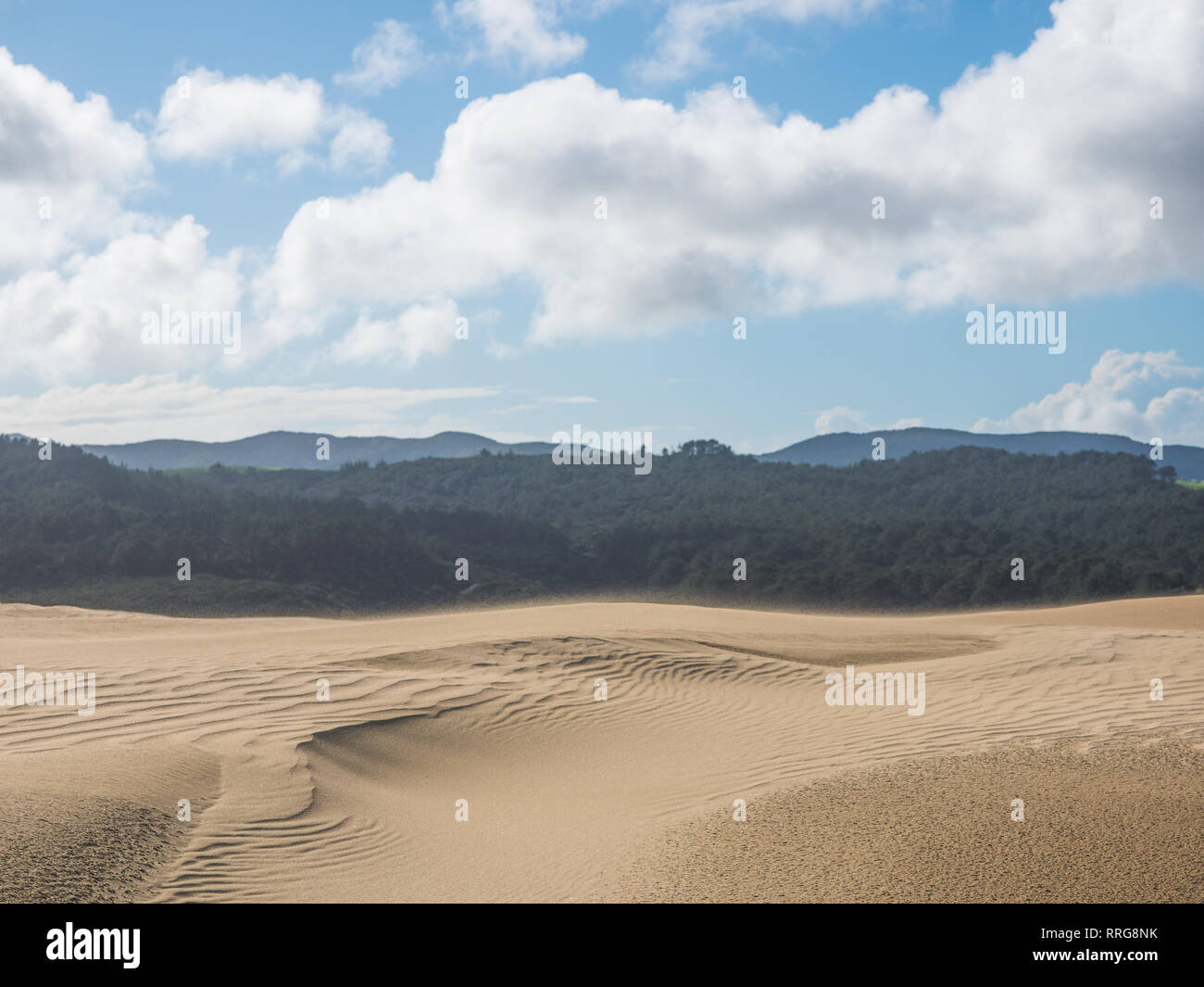 Sand dune with wind texture ripples, and dark forest ridges in the ...