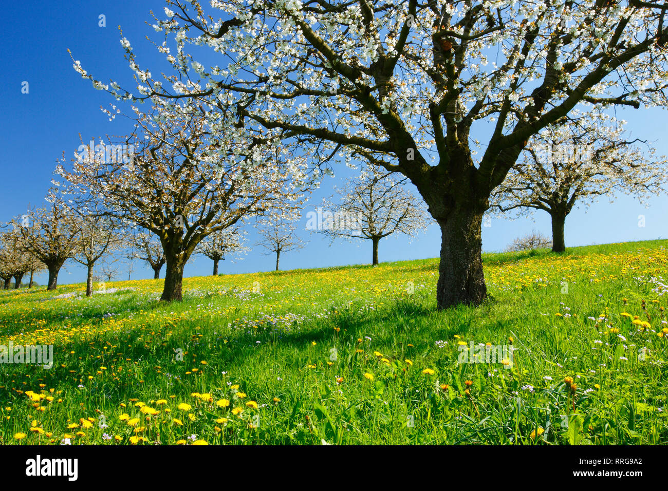 Spring basel hi-res stock photography and images - Alamy