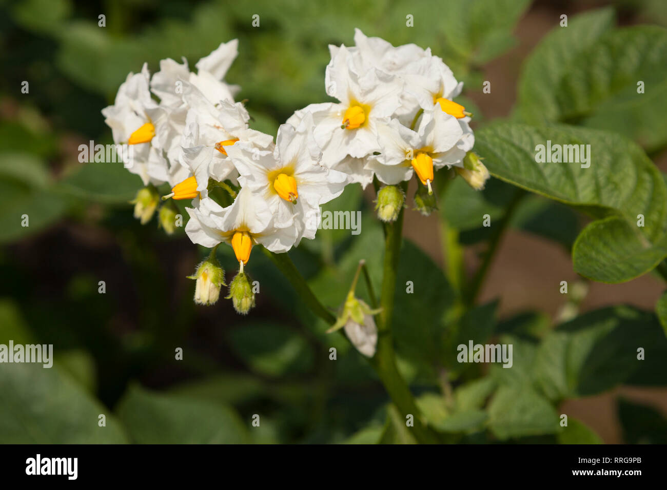 botany, potato (Solanum tuberosum), flowering, Germany, Additional ...
