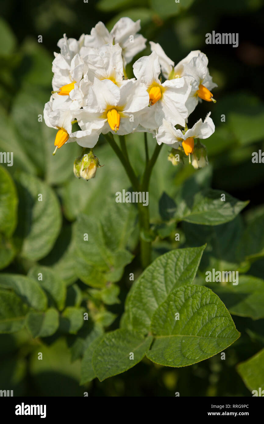 botany, potato (Solanum tuberosum), flowering, Germany, Additional ...