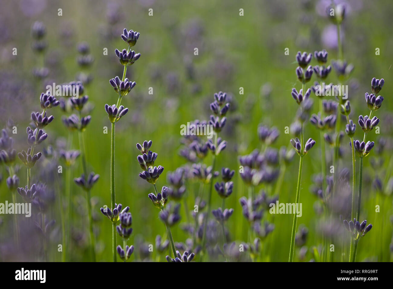 botany, lavender (Lavandula angustifolia), Germany, Additional-Rights ...