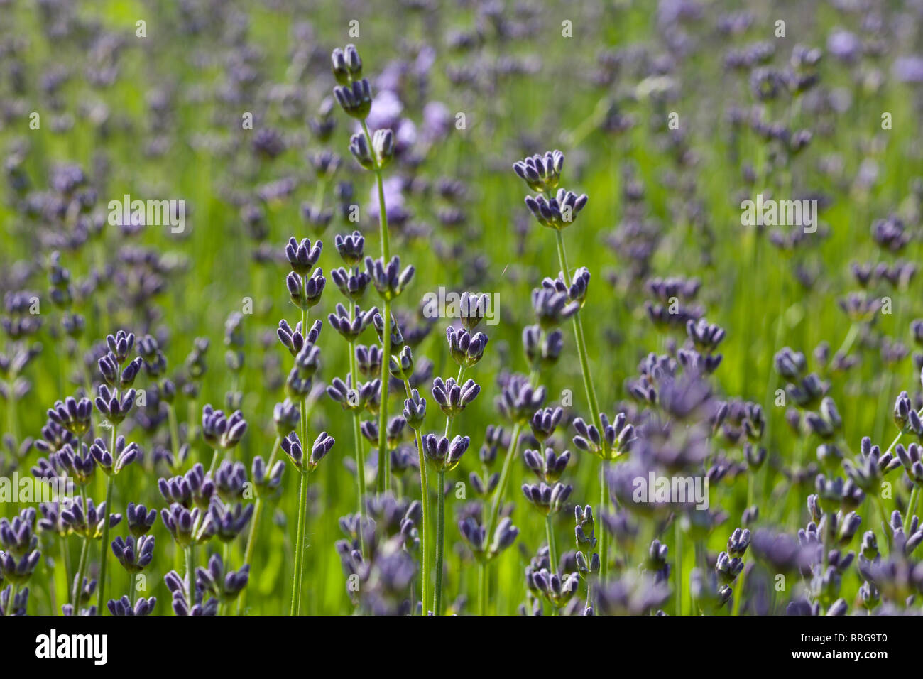 botany, lavender (Lavandula angustifolia), Germany, Additional-Rights ...