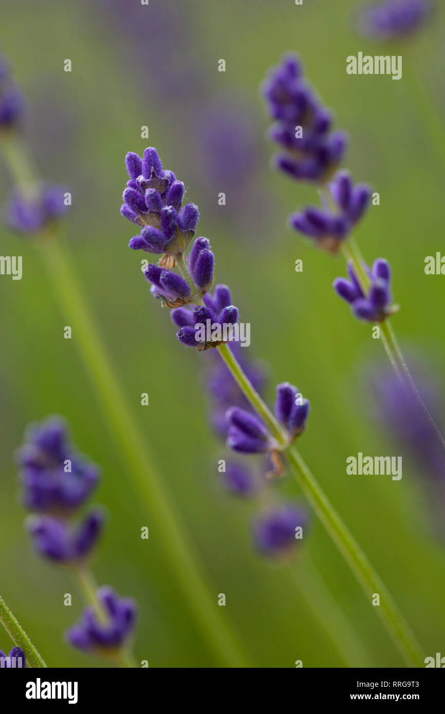 botany, lavender (Lavandula angustifolia), Germany, Additional-Rights ...