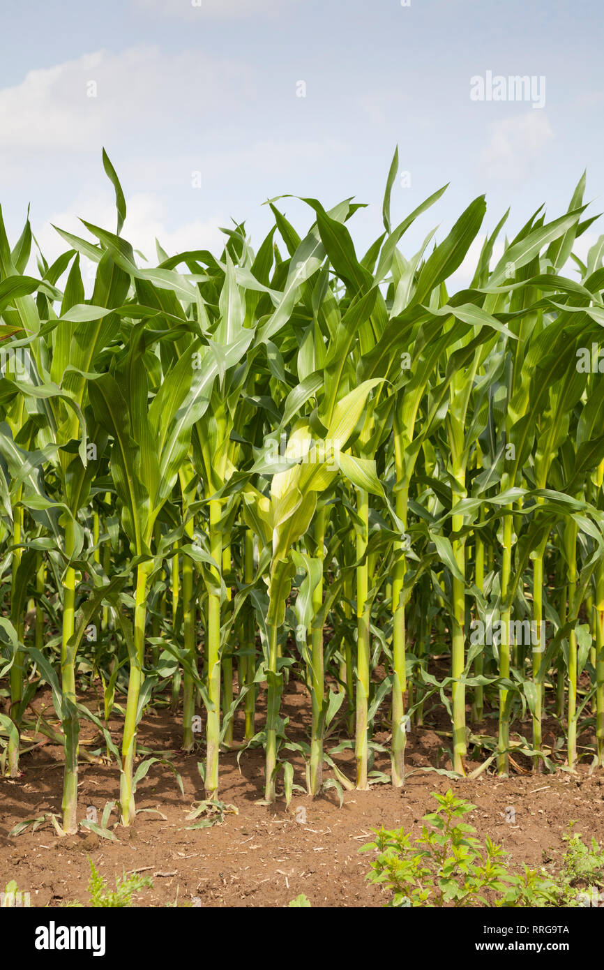 Zea mays hi-res stock photography and images - Alamy