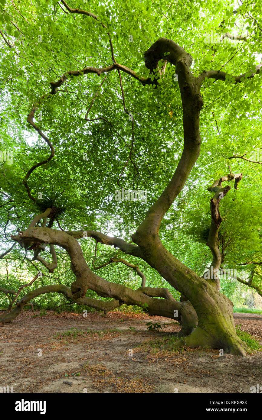 botany, dwarf beech (Fagus sylvatica var. Suentelensis), Bad Nenndorf ...