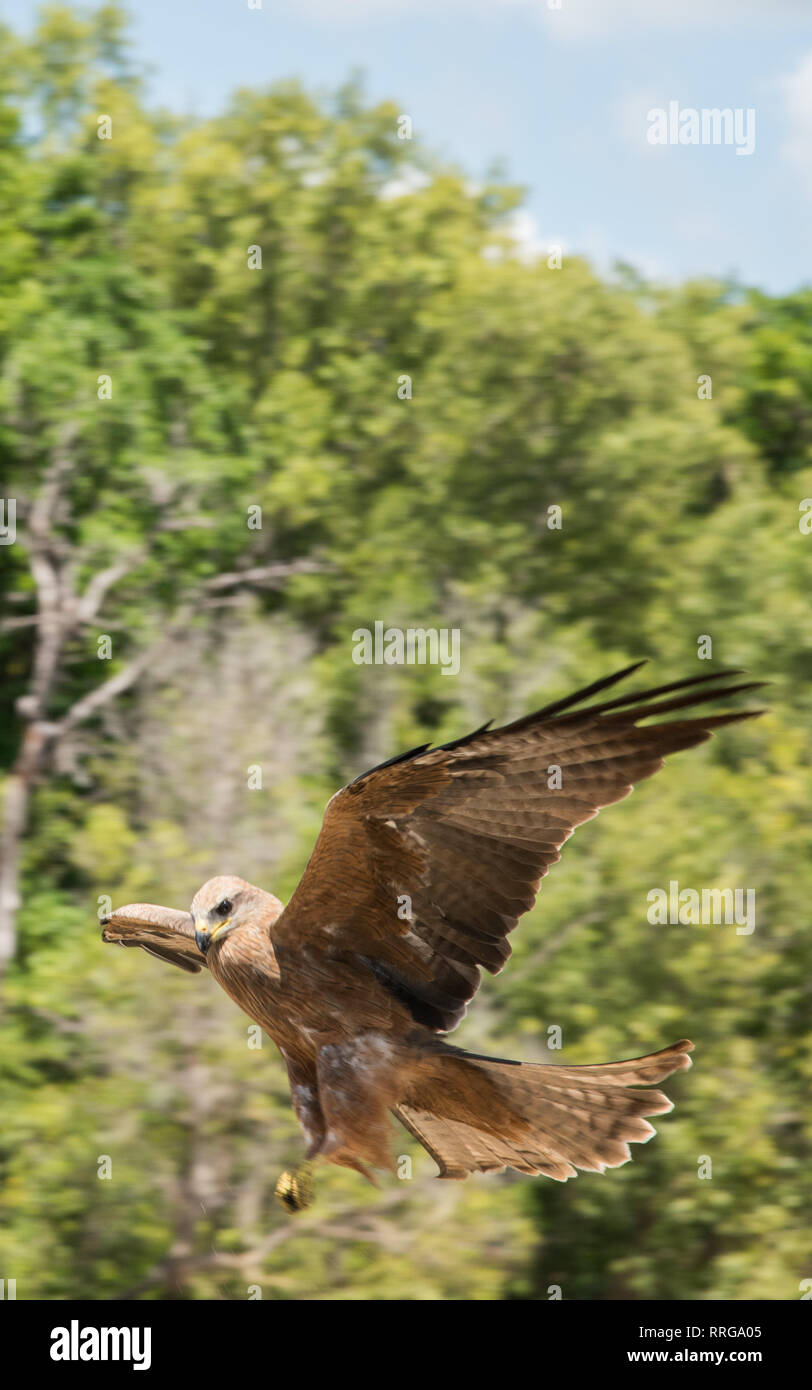 Beautiful dark-brown Black Kite in flight on a sunny day in Middle ...