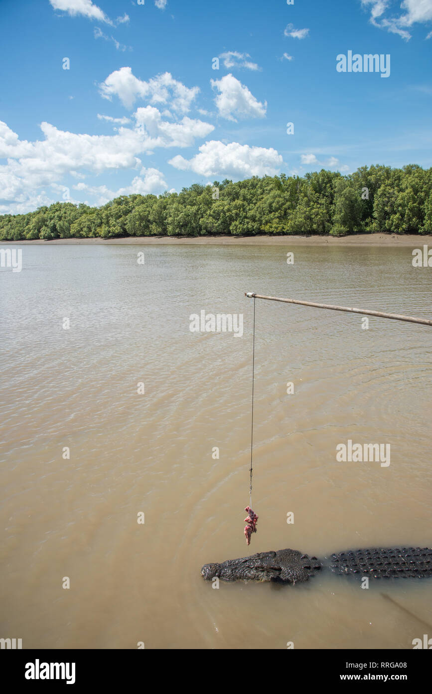 Australian saltwater crocodile with raw buffalo meat hanging from ...