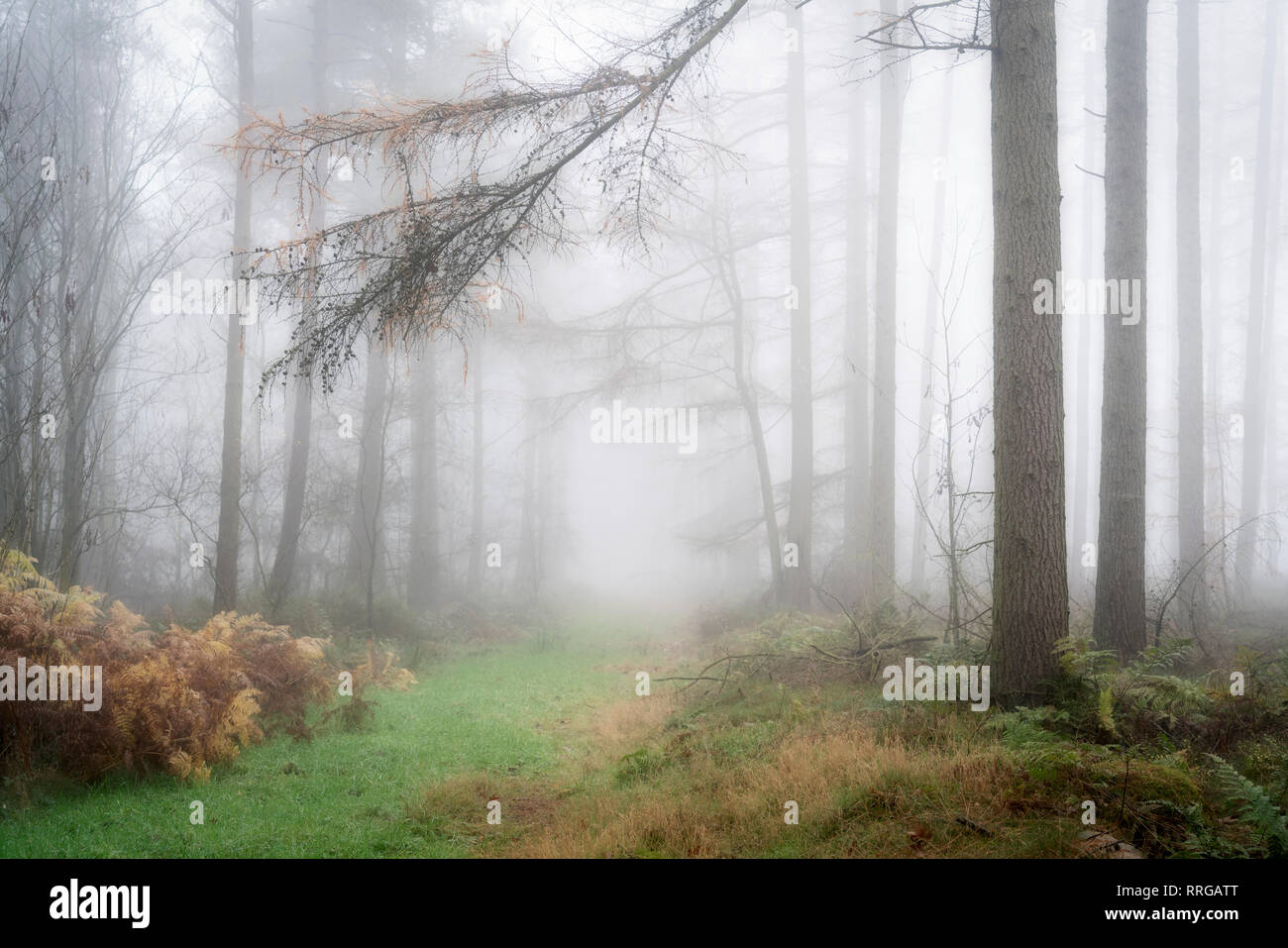 Wass hi-res stock photography and images - Alamy