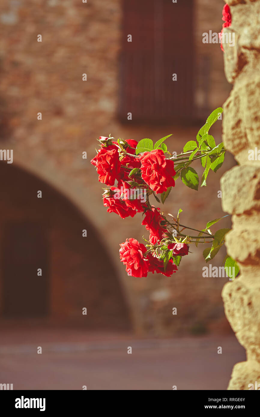 Nice red roses on the wall Stock Photo - Alamy