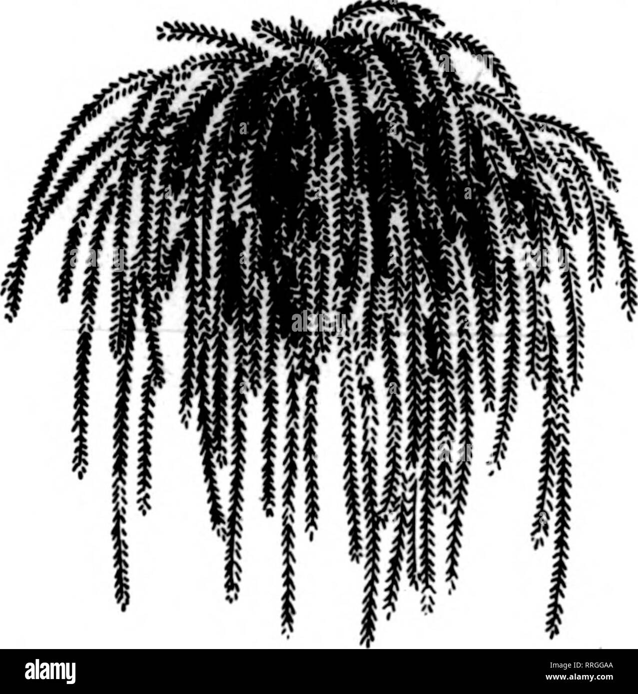 Lavender new leaves Black and White Stock Photos & Images - Alamy