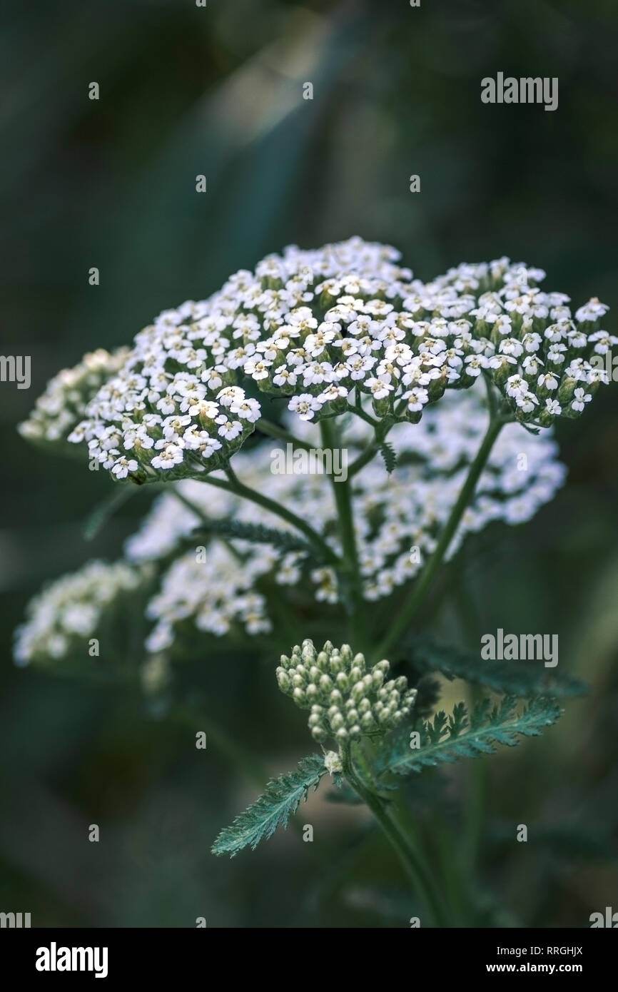 Common yarrow Achillea millefolium white flowers close up top view as ...