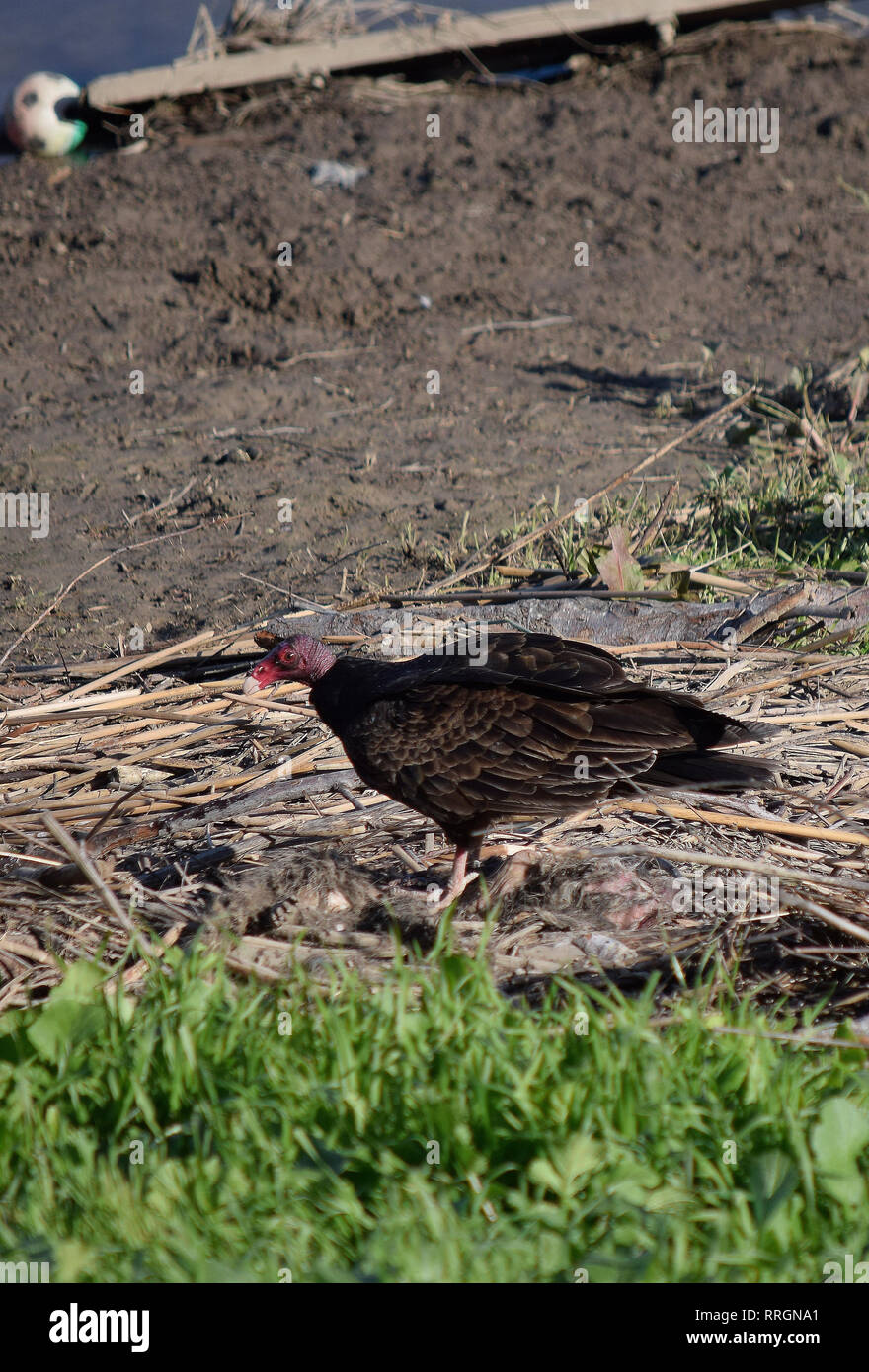 turkey vulture feeds on dead racoon along Alameda Creek, Union City ...