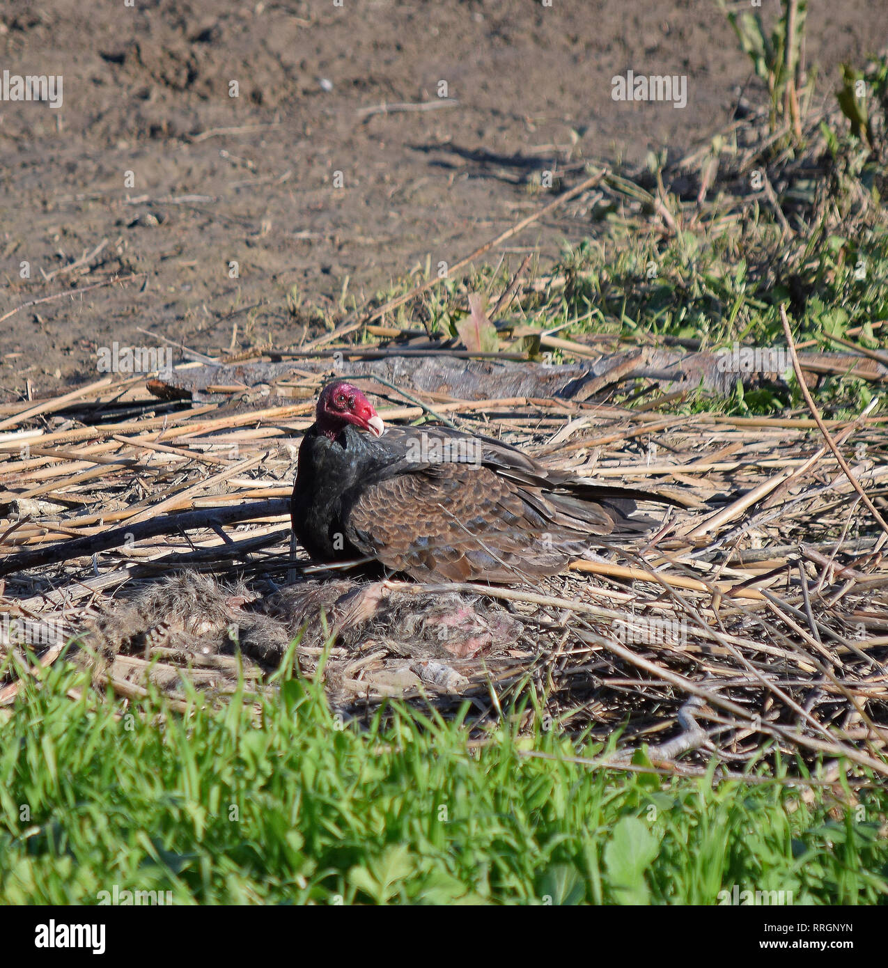 turkey vulture feeds on dead racoon along Alameda Creek, Union City ...