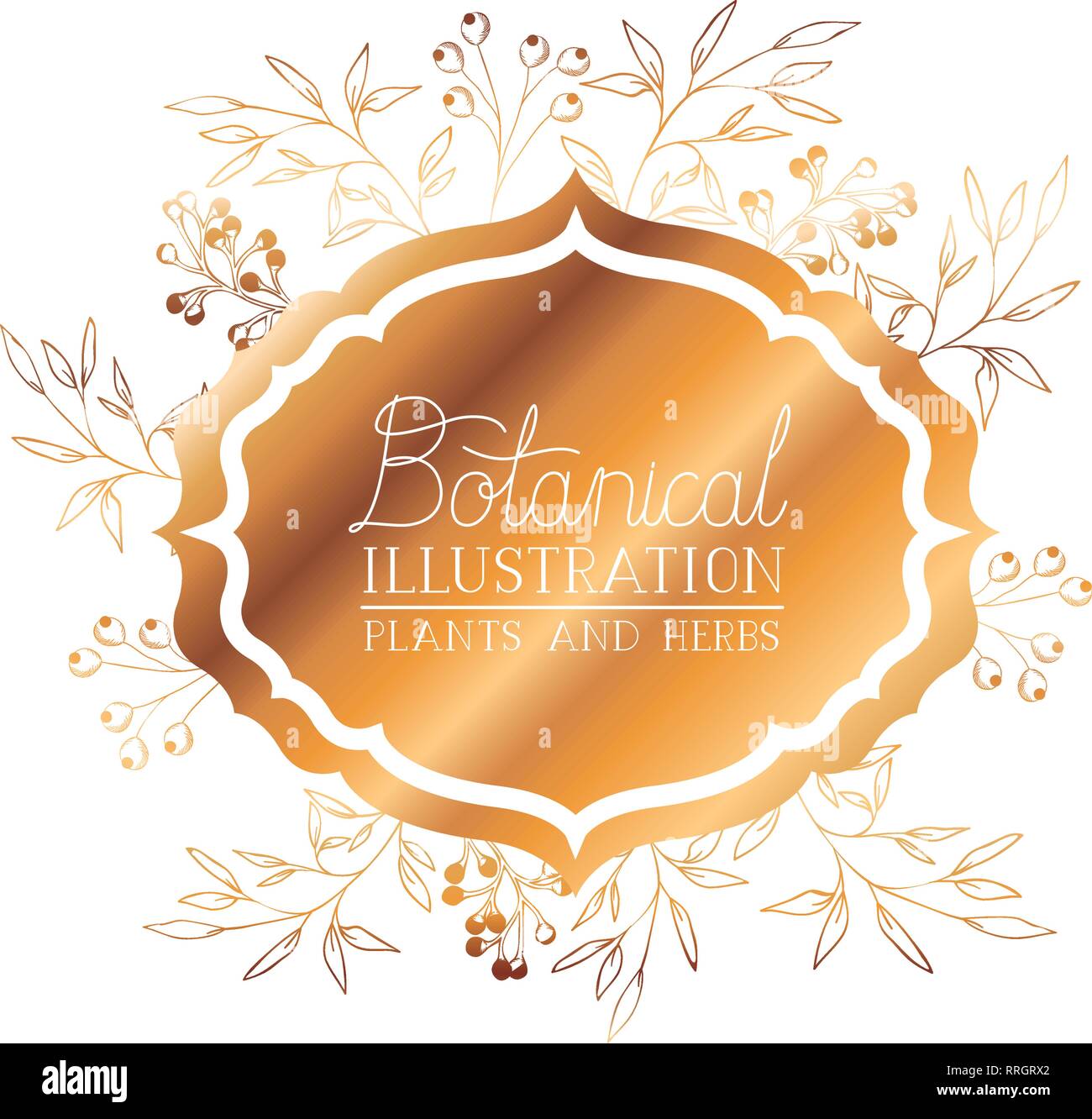 botanical illustration label with plants and herbs Stock Vector Image ...