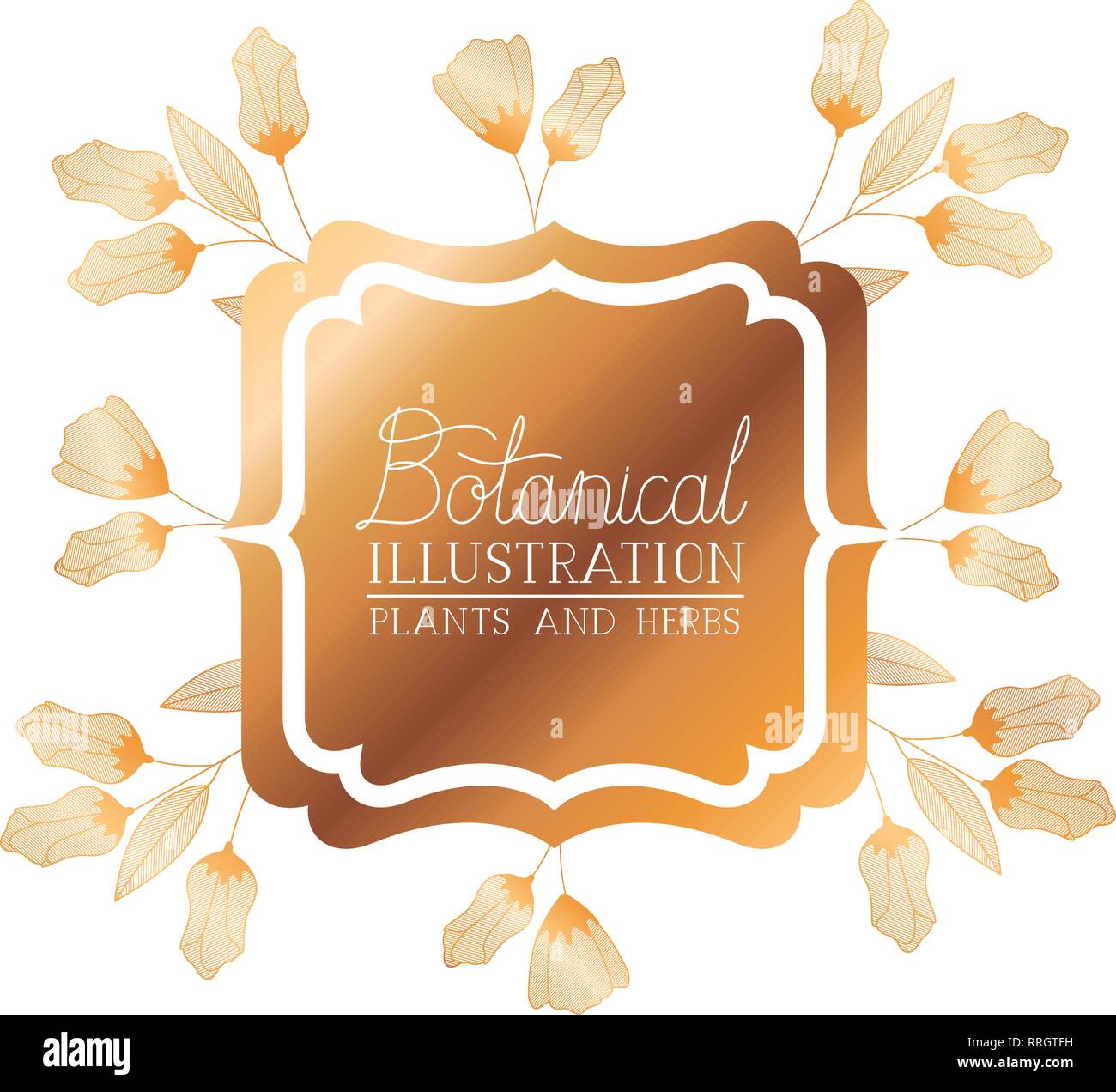 botanical illustration label with plants and herbs Stock Vector Image ...