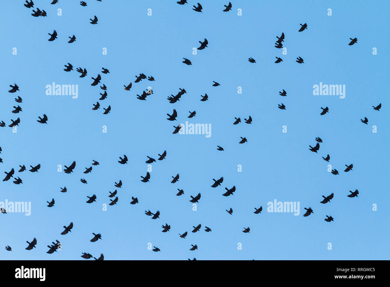 ravens fly swiftly across the sky , weather change Stock Photo - Alamy